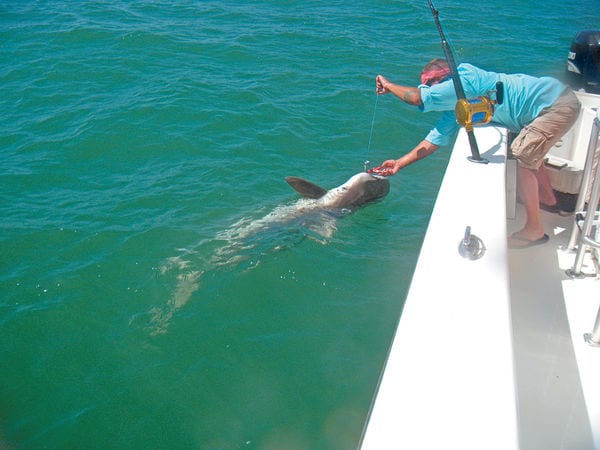 Interest shown in shark tagging ‘hobby’ - Cape Coral Breeze